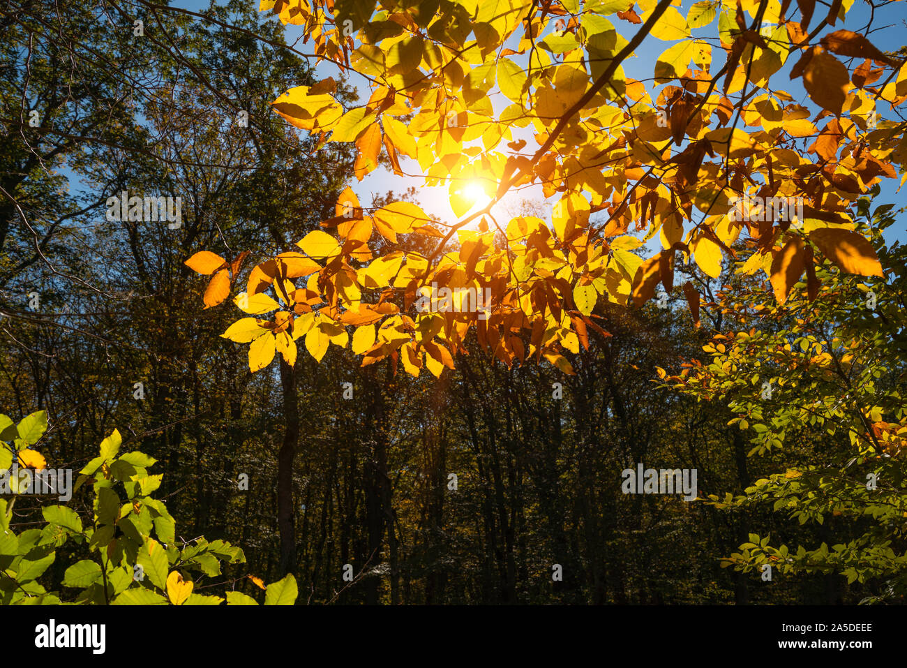 Sunbeam and leaves hi-res stock photography and images - Alamy