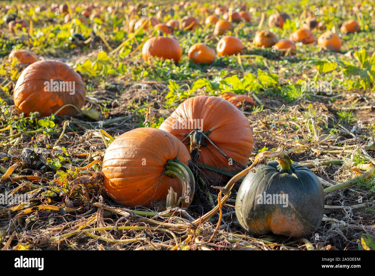Ready for pumpkins hi-res stock photography and images - Alamy