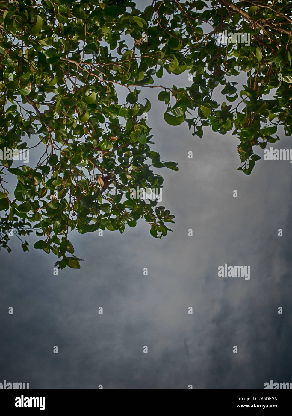 tree branches against the sky on the nature Stock Photo - Alamy