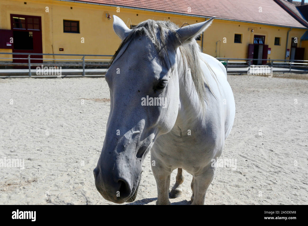 Lipizzaner piber hi-res stock photography and images - Alamy