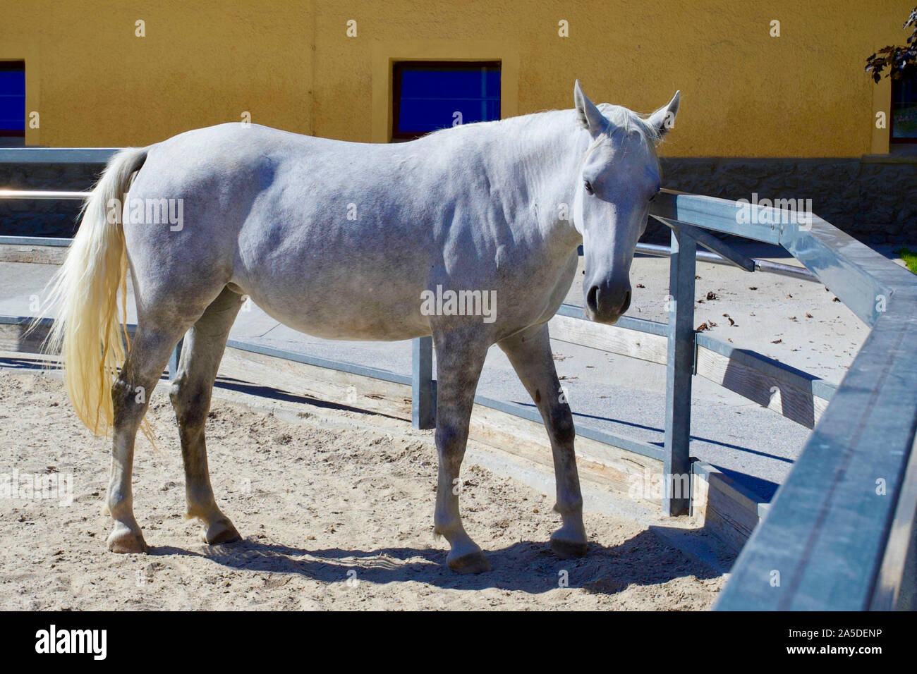 Lipizzaner stud piber hi-res stock photography and images - Alamy