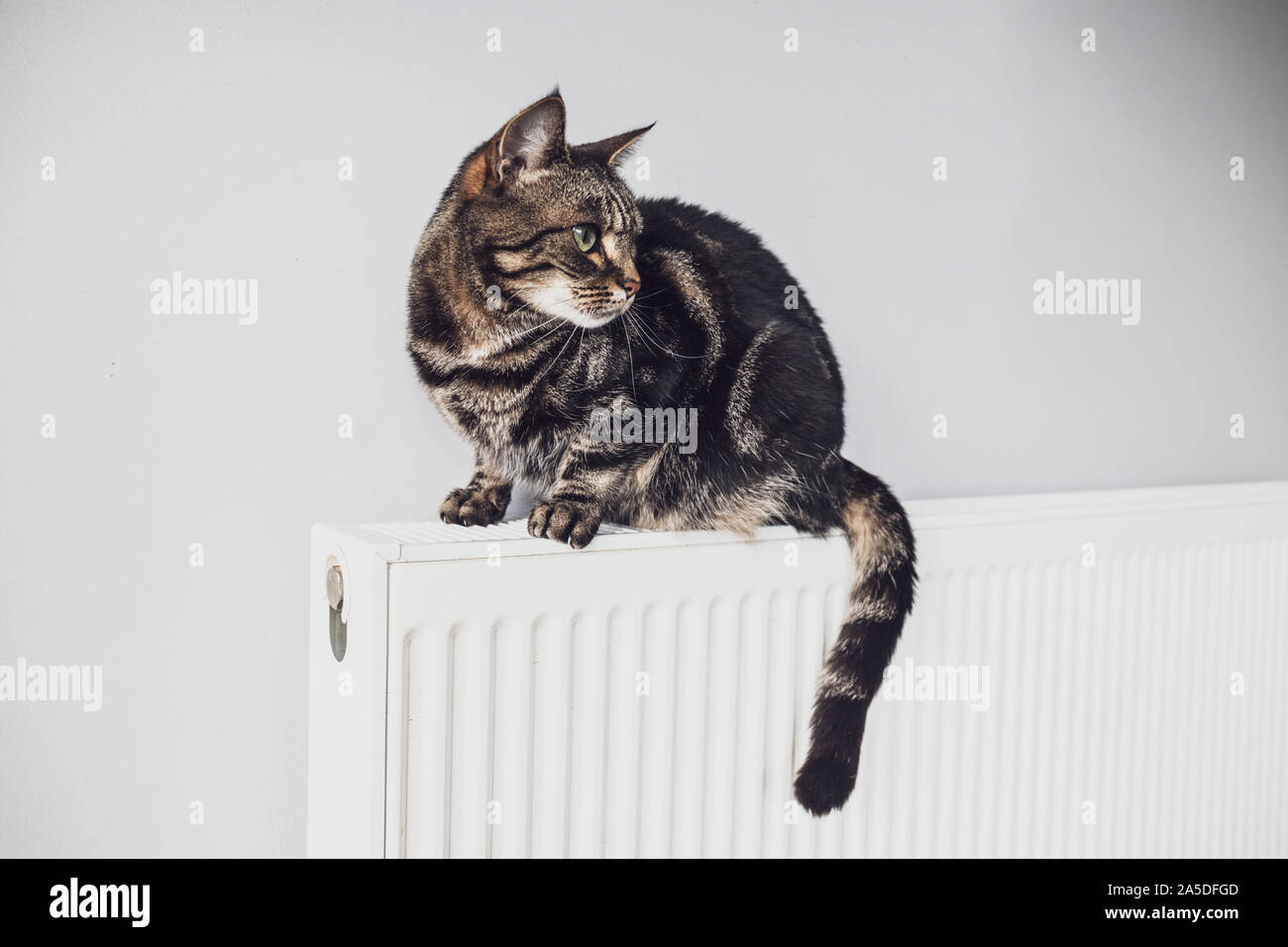 A tabby and white cat stands on top of an old oil radiator: animals ...