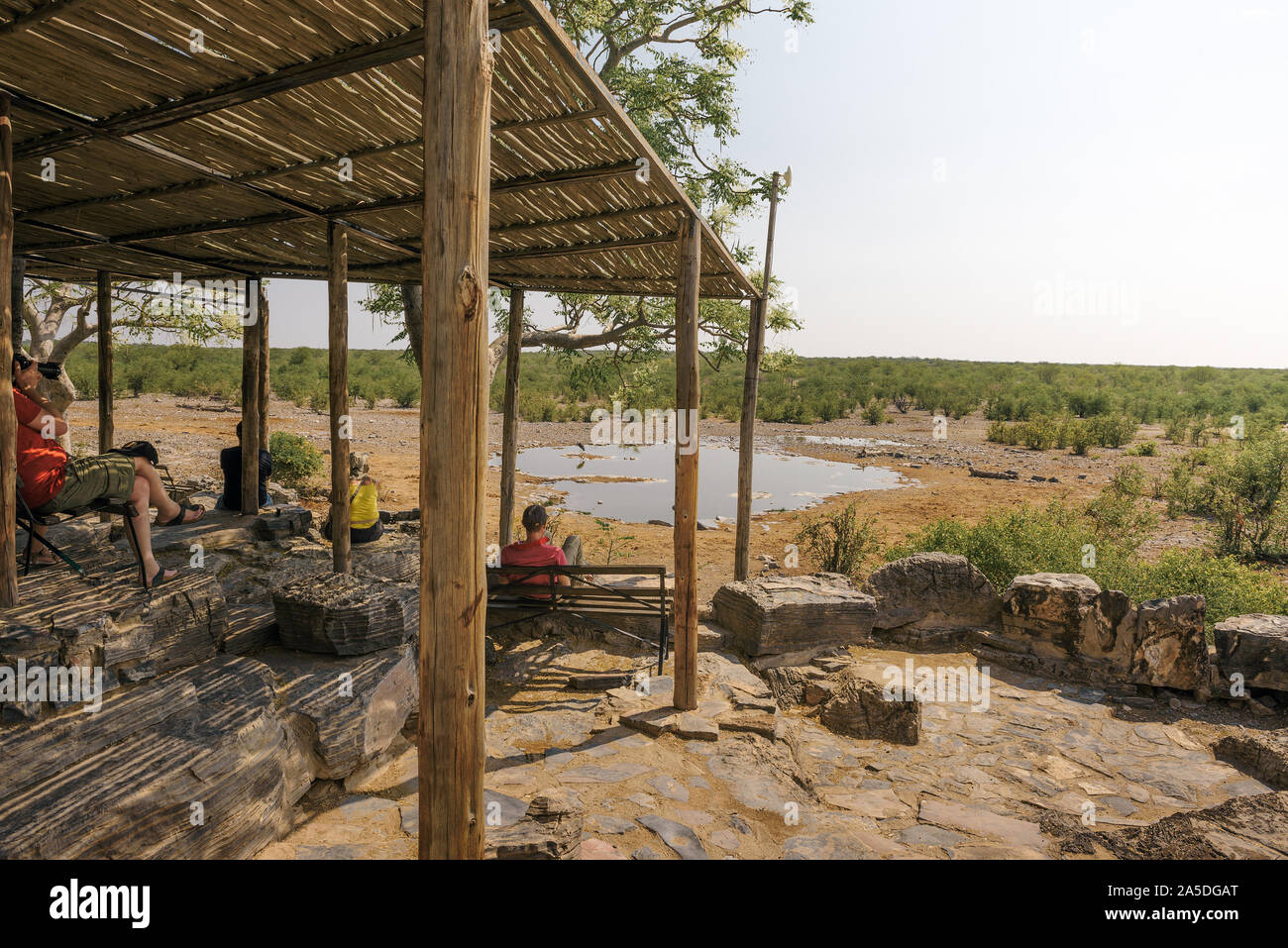 African moringa hi-res stock photography and images - Alamy
