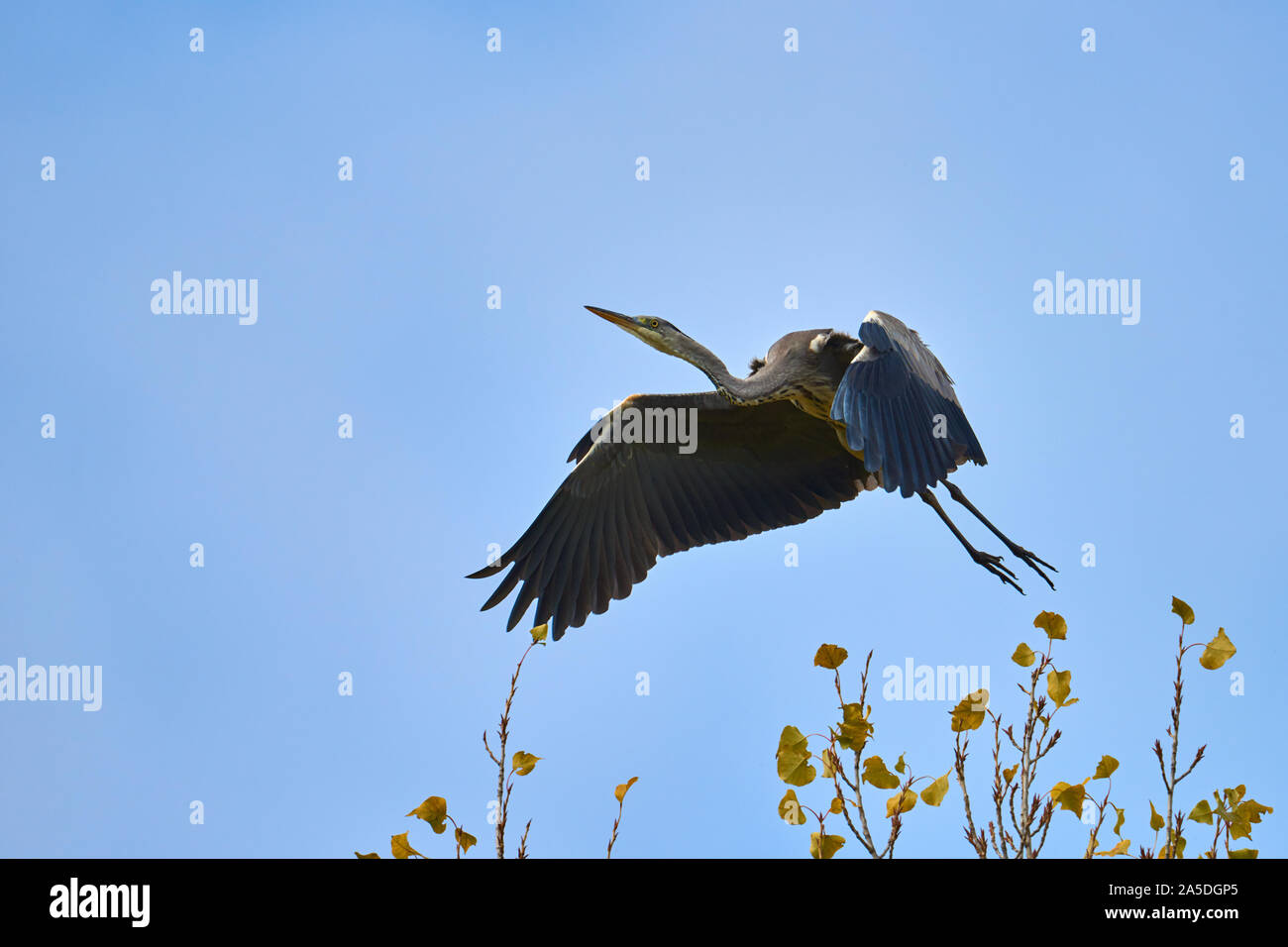 Grey heron takes flight hi-res stock photography and images - Alamy