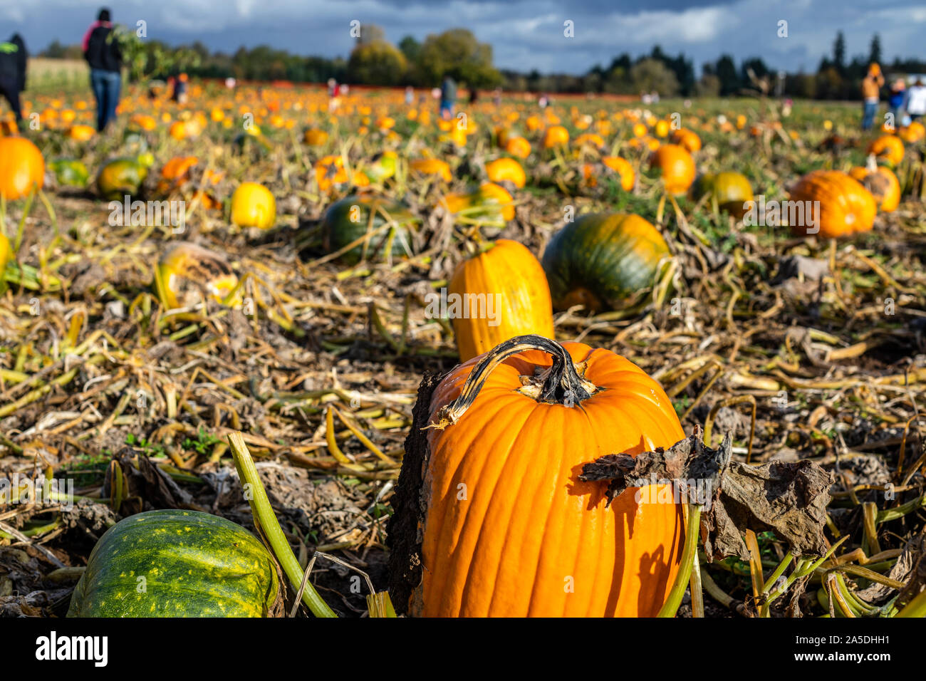 Halloween Pumpkin Patch Wallpaper