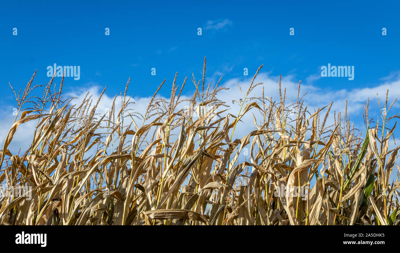 Corn field behind blue sky in the autumn season, outdoors Stock Photo ...