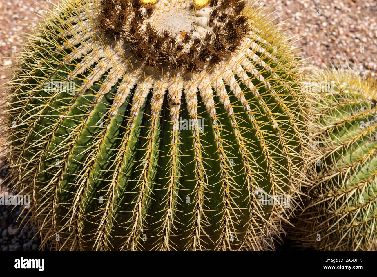 Bevans Black Opal & Cactus Nursery - Lightning Ridge, New South Wales ...