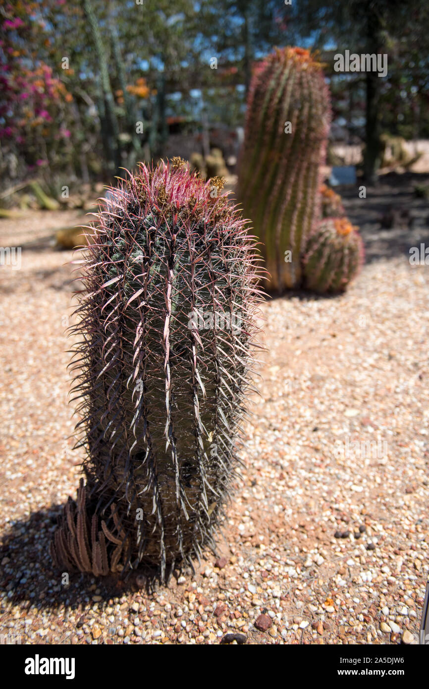 Bevans Black Opal & Cactus Nursery - Lightning Ridge, New South Wales ...