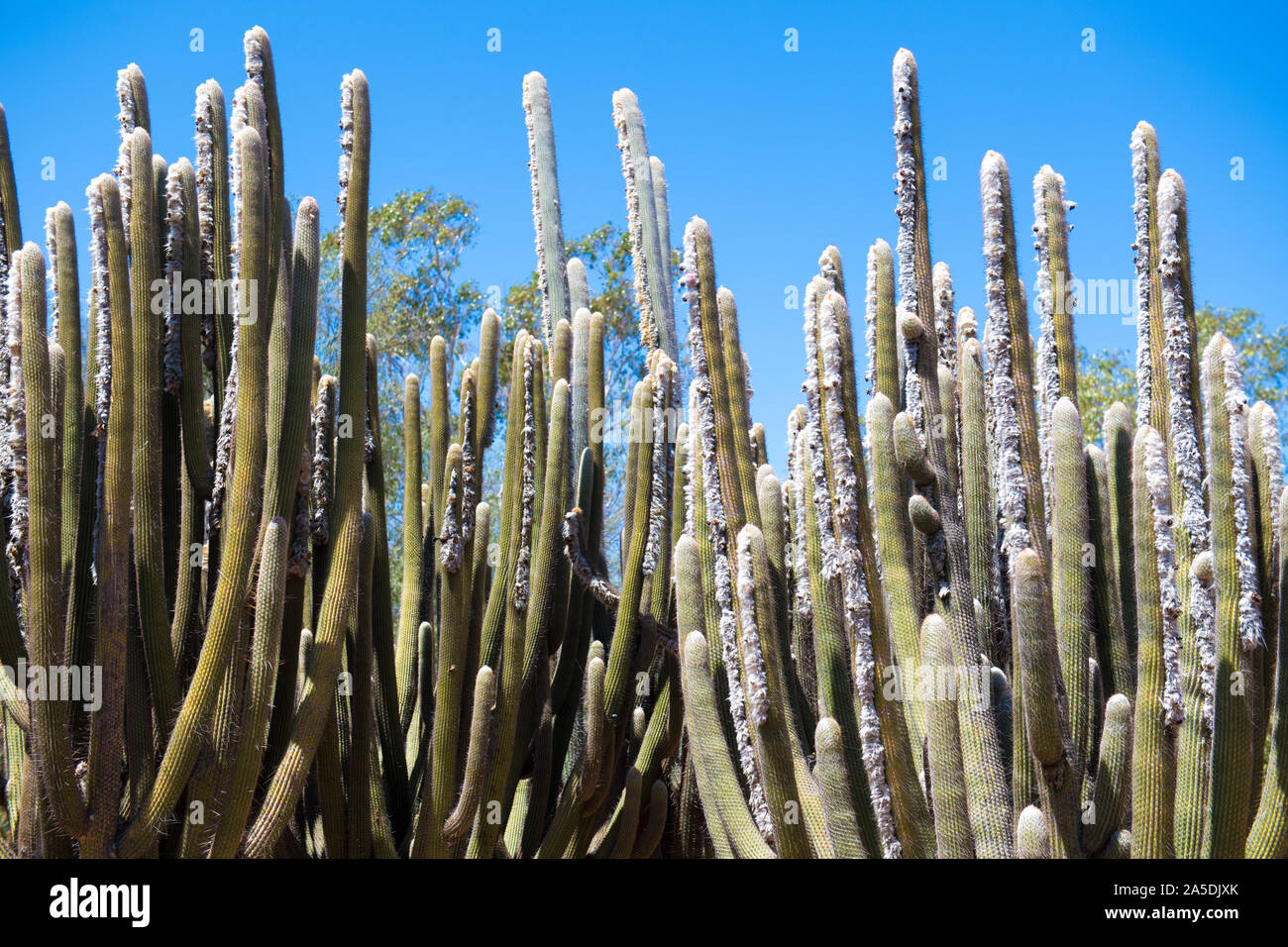 Bevans Black Opal & Cactus Nursery - Lightning Ridge, New South Wales ...