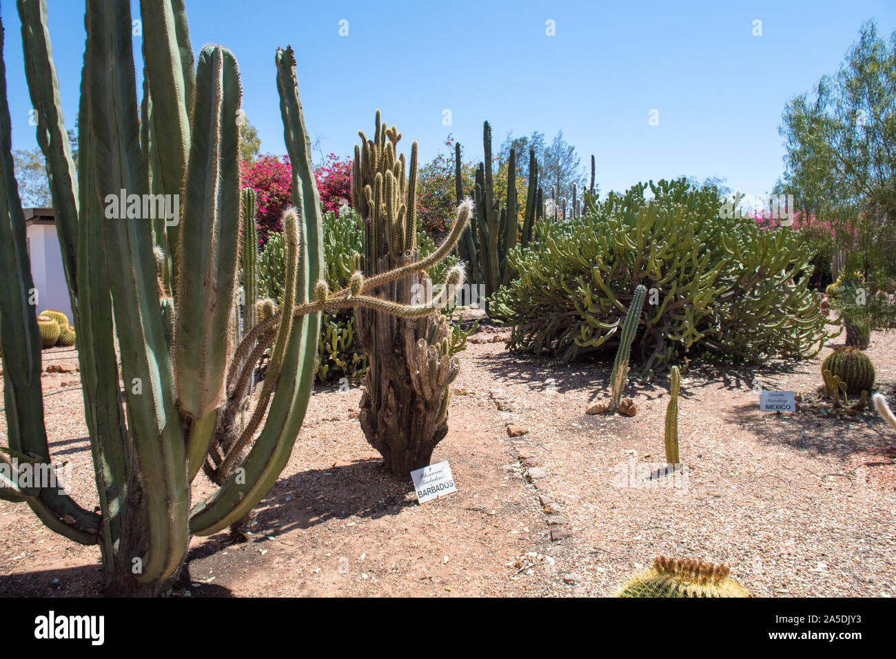 Bevans Black Opal & Cactus Nursery - Lightning Ridge, New South Wales ...