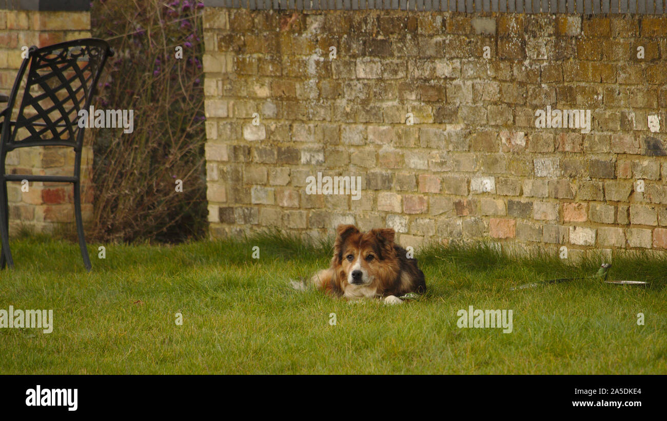 Border collie sheep dog Stock Photo - Alamy Border collie sheep dog Stock Photo - Alamy