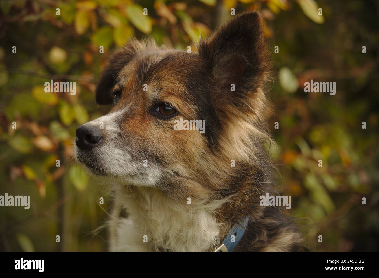 Border collie sheep dog Stock Photo - Alamy