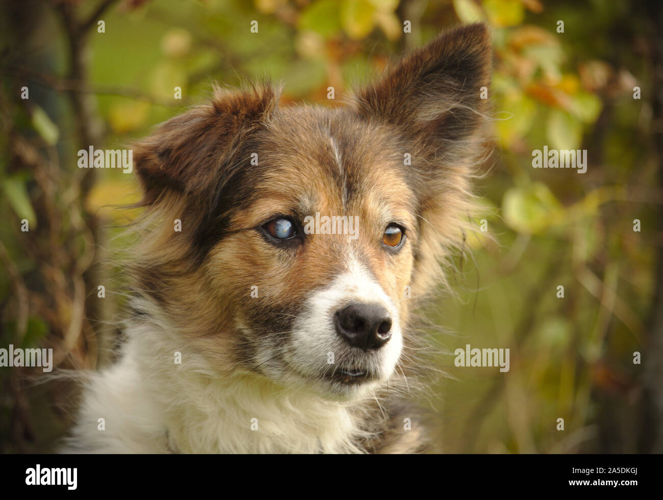 Border collie sheep dog Stock Photo - Alamy