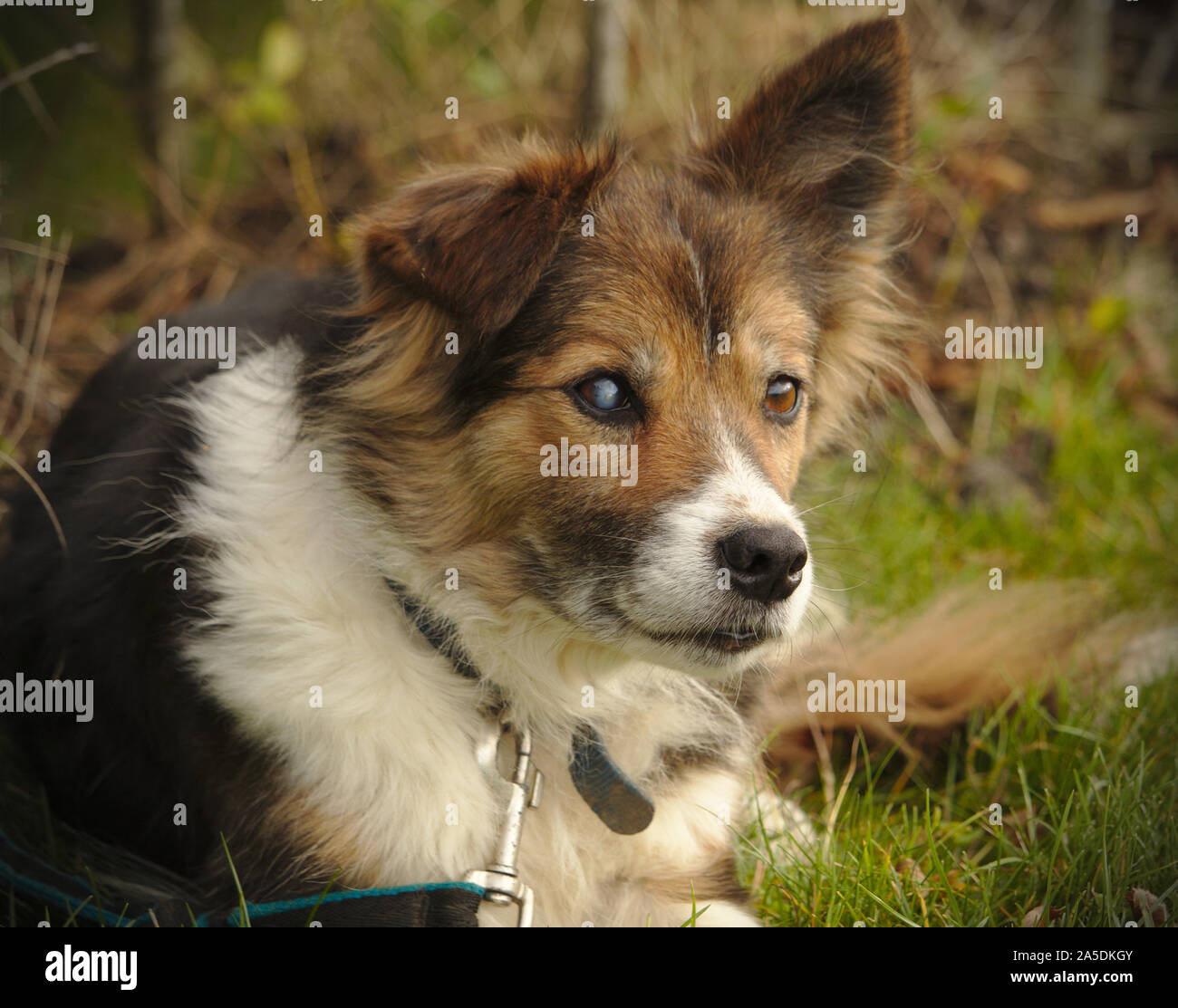 Border collie sheep dog Stock Photo - Alamy Border collie sheep dog Stock Photo - Alamy