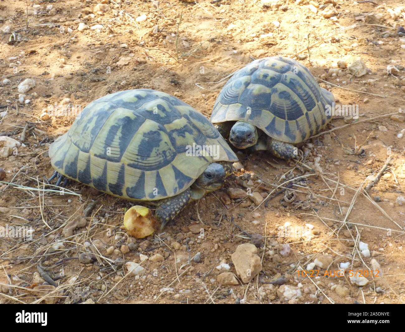 Hard shell creatures hi-res stock photography and images - Alamy