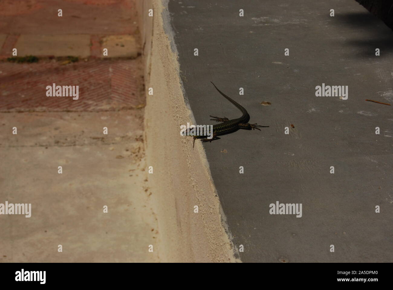 Mediterranean lizard hi-res stock photography and images - Alamy