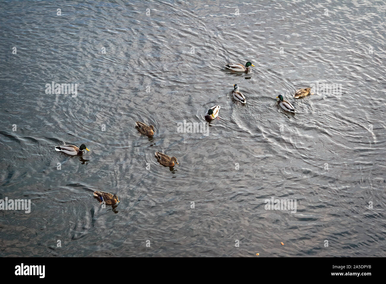 Ducks on water top view background. Duck group on water. Ducks on water ...