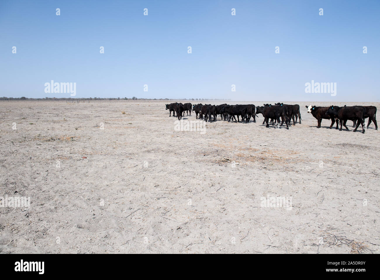 Cattle in Outback New South Wales, Australia Stock Photo - Alamy