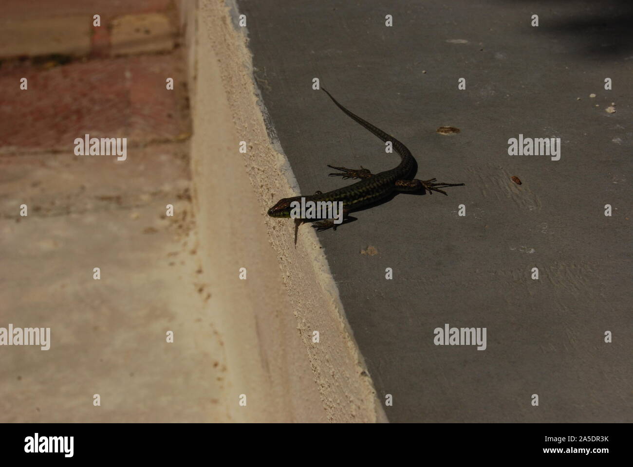 Oviparous lizard hi-res stock photography and images - Alamy