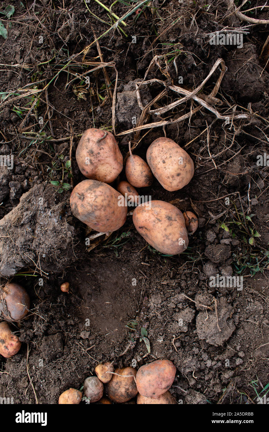 Harvesting large potatoes Stock Photo - Alamy