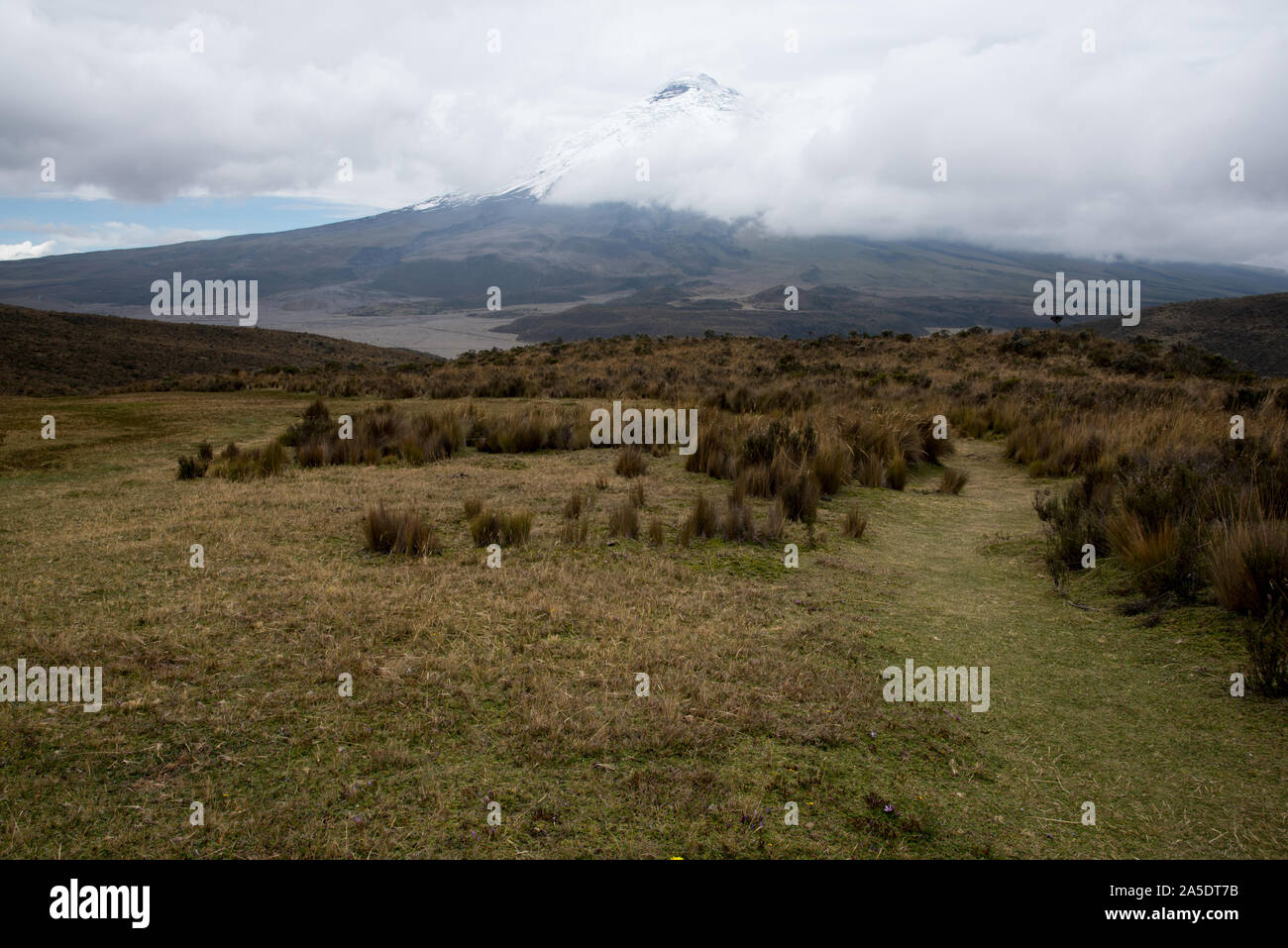 Paramo alpine tundra at the foothills of cloud covered Cotopaxi volcano ...