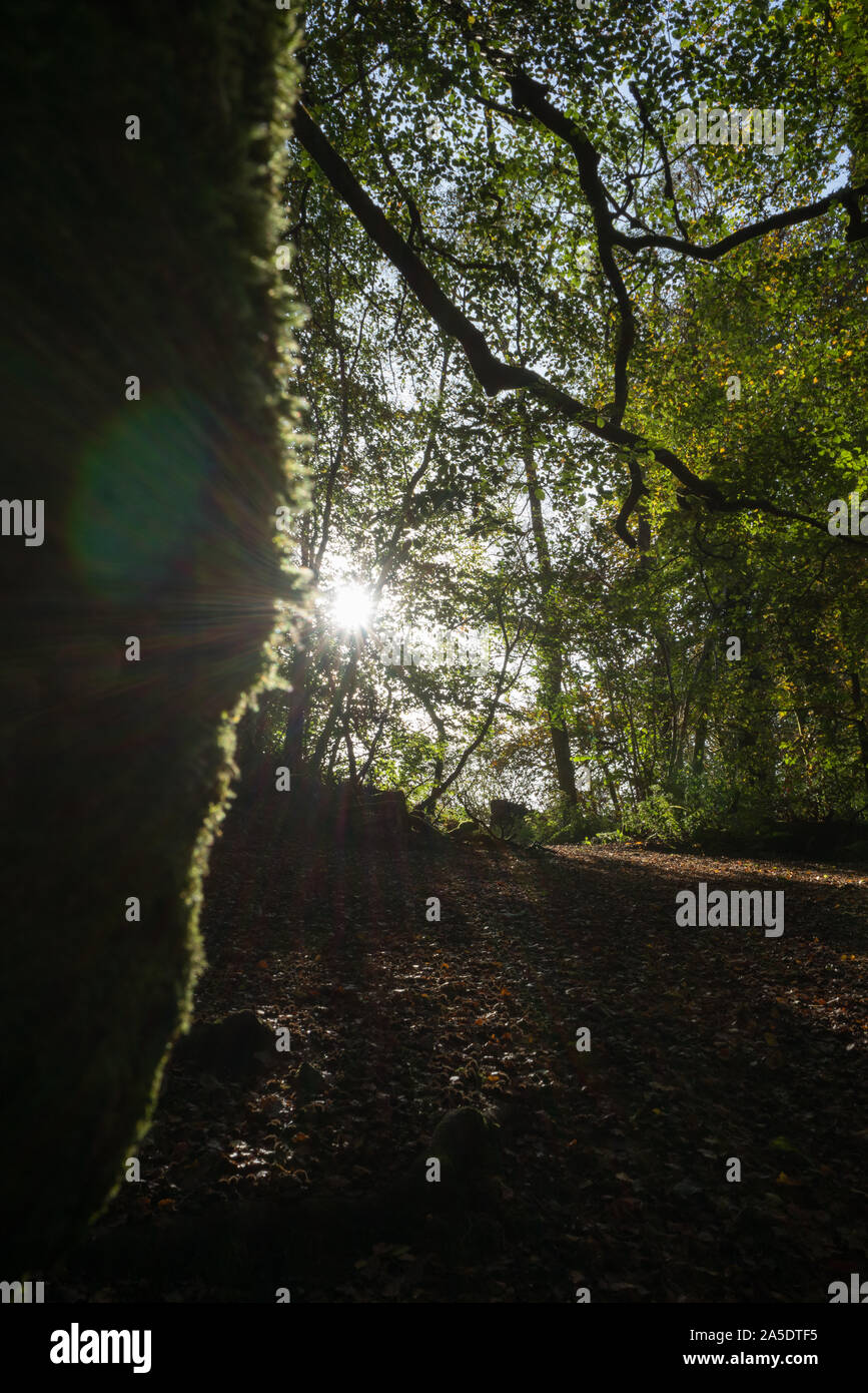 Sun breaking through pine trees hi-res stock photography and images - Alamy