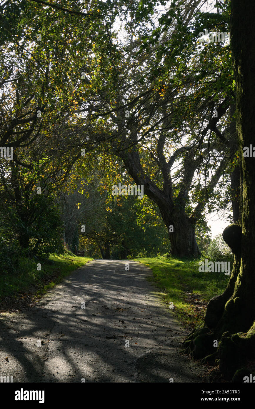 Sun breaking through pine trees hi-res stock photography and images - Alamy