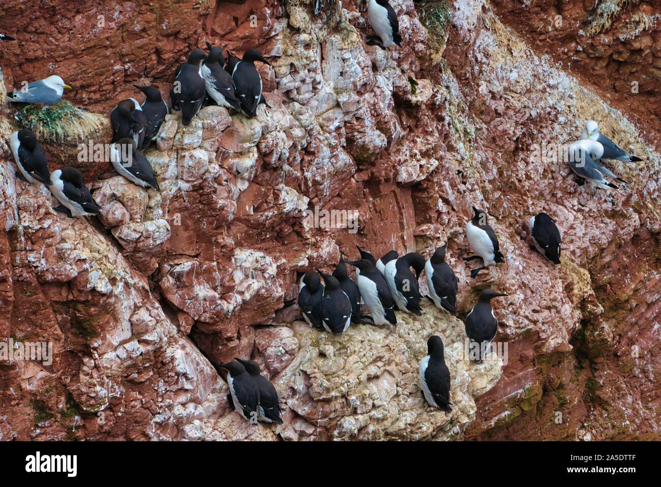 common murre colony - common guillemot on the red Rock in the northsea ...