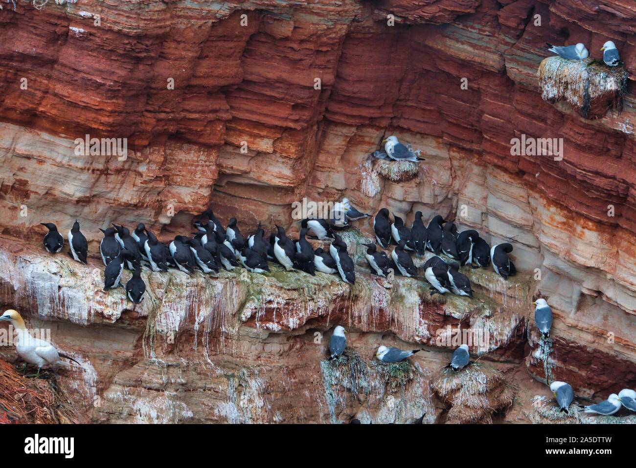 common murre colony - common guillemot on the red Rock in the northsea ...