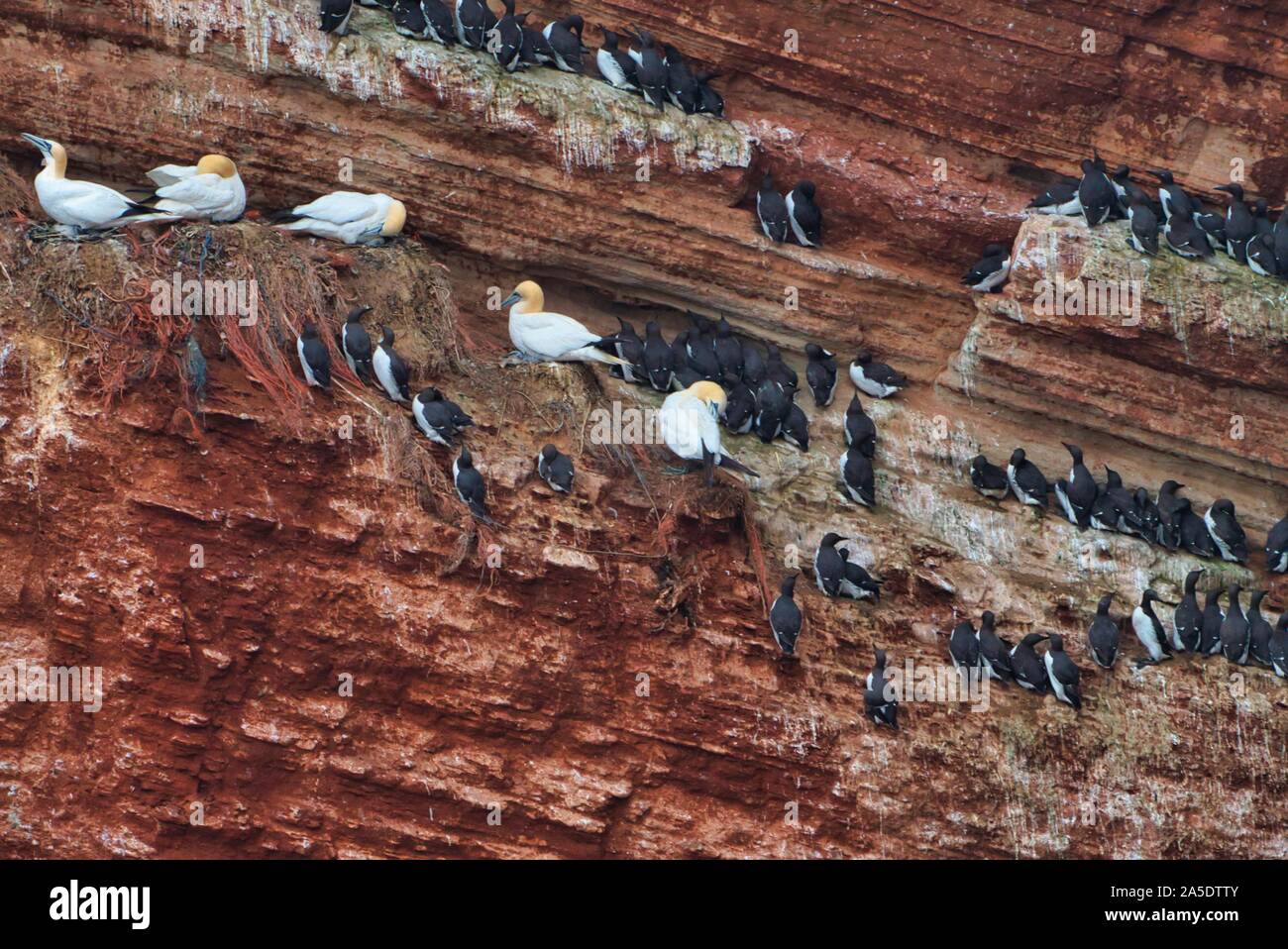 Murre colony hi-res stock photography and images - Alamy