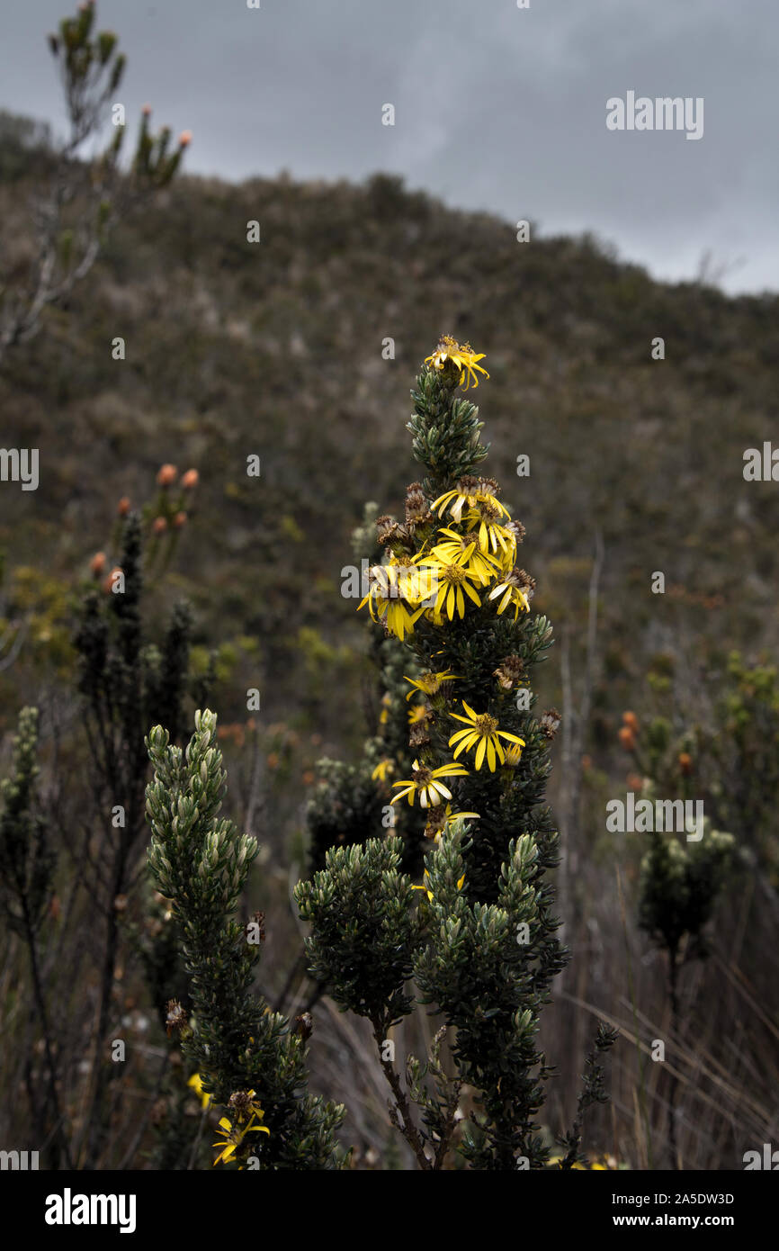 flower on Paramo at Cotopaxi volcano in Ecuador Stock Photo - Alamy