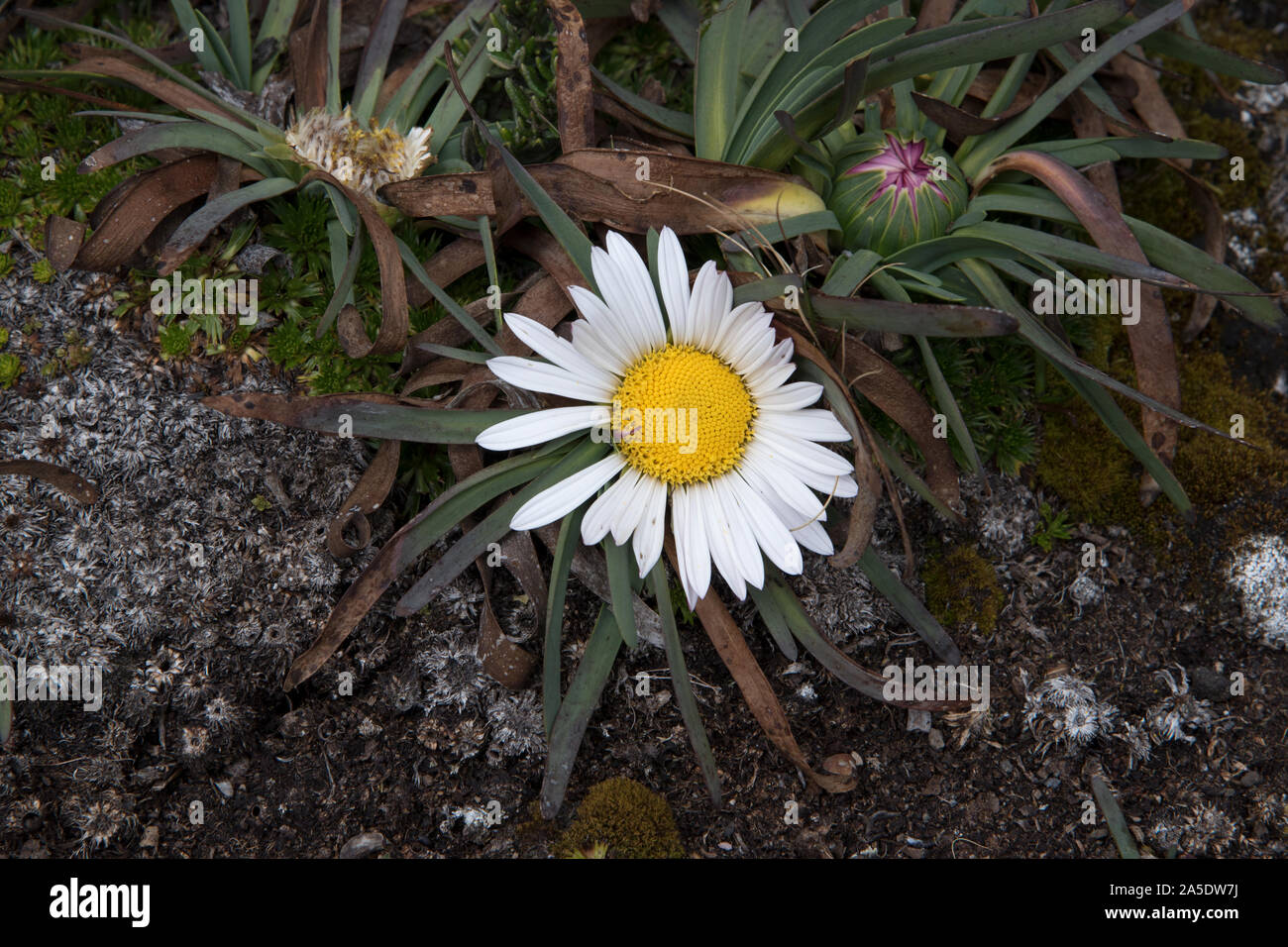 flower on Paramo at Cotopaxi volcano in Ecuador Stock Photo - Alamy