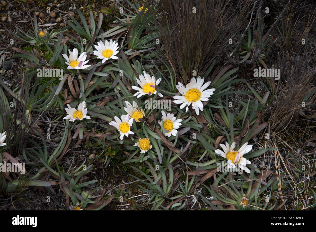 flower on Paramo at Cotopaxi volcano in Ecuador Stock Photo - Alamy