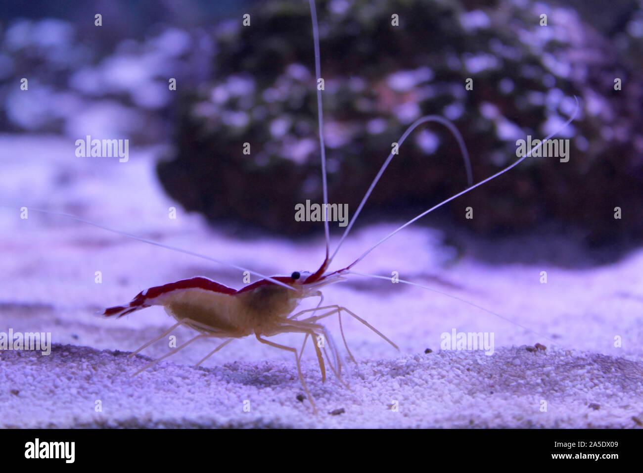 Marine background with small shrimp walking on the sea bottom. Sea and ...