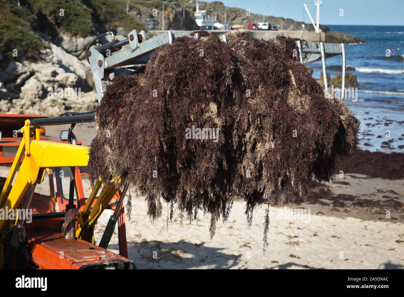 Ocle pickup. Gelidium sesquipedale (Gelidium corneum is currently used ...
