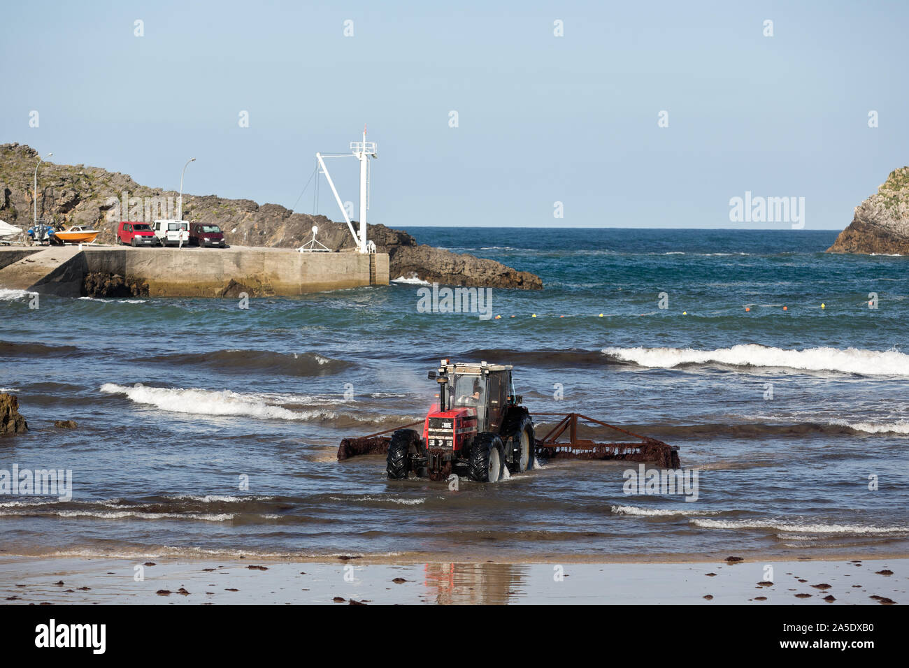Ocle pickup. Gelidium sesquipedale (Gelidium corneum is currently used ...