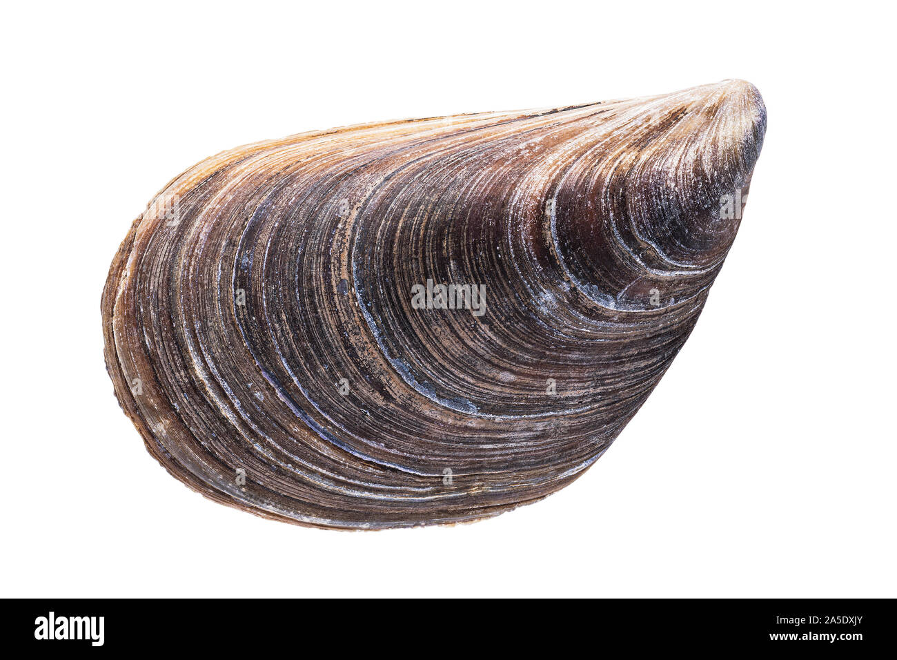 Mussel shell isolated on white background, top view Stock Photo - Alamy