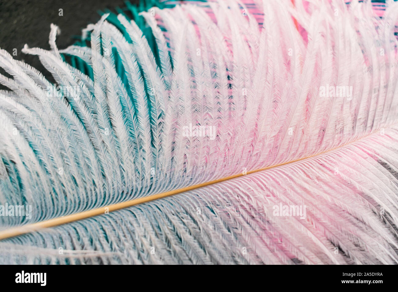 Colored ostrich feathers. Close-up Stock Photo - Alamy