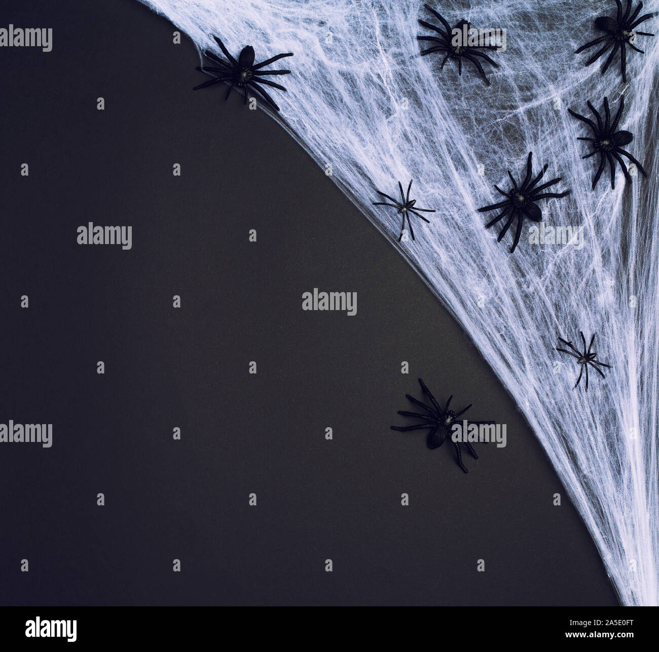 white spider web with black spiders, black background Stock Photo - Alamy