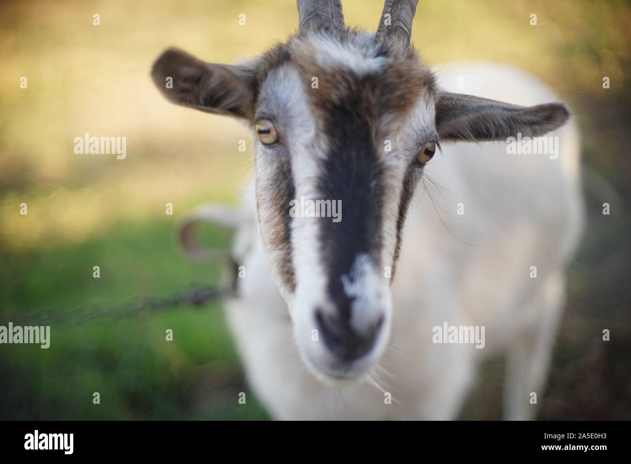 Portrait of a domestic goat, face close-up. Grazing farm animals in ...