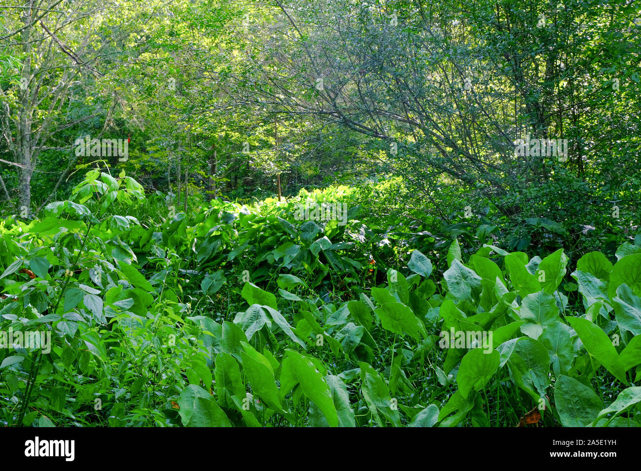 Blooming undergrowth hi-res stock photography and images - Alamy