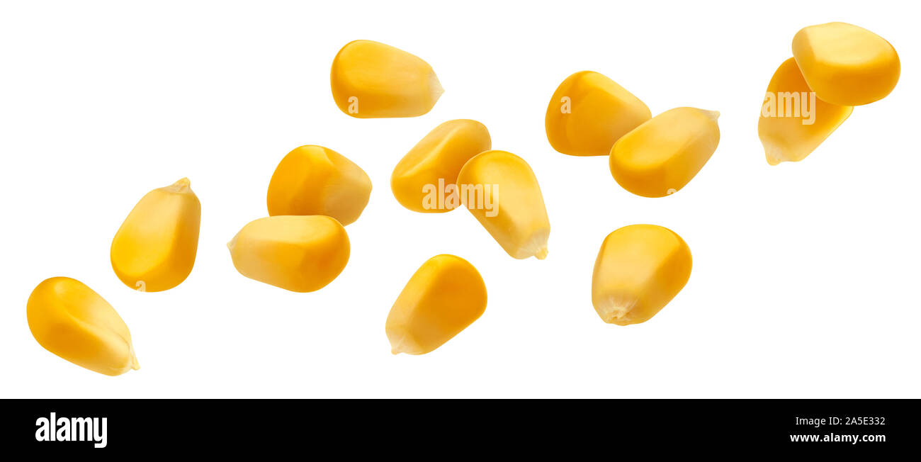 Falling corn seeds isolated on white background with clipping path ...