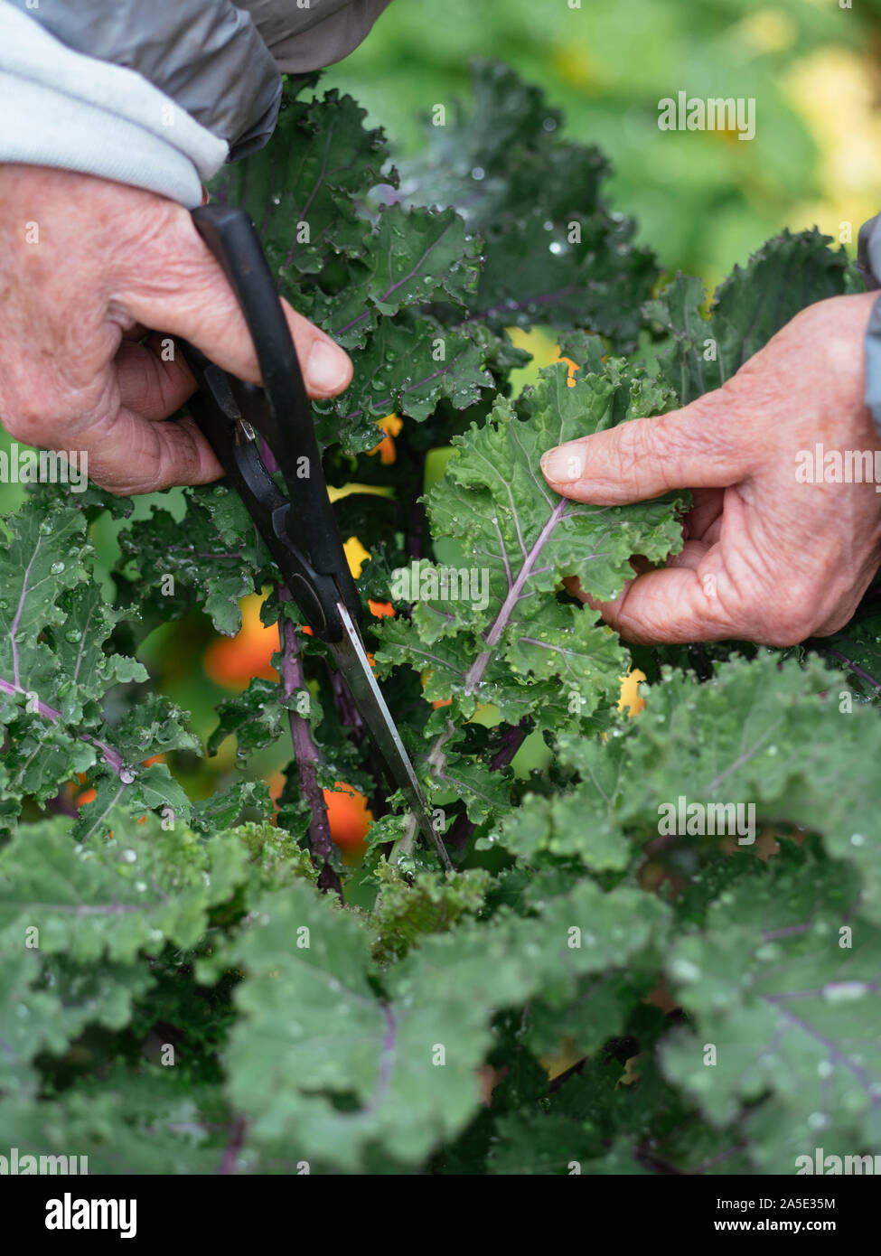 Braunkohl hi-res stock photography and images - Alamy