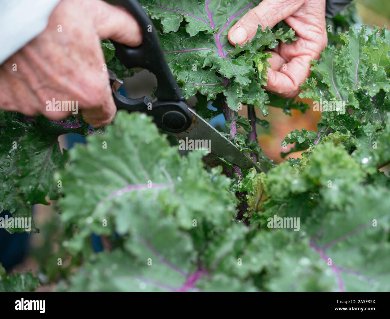 Harvesting leaves hi-res stock photography and images - Alamy