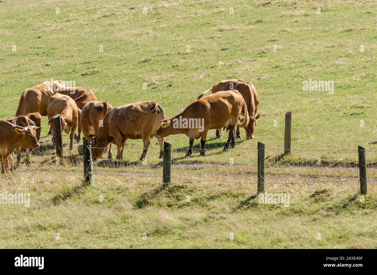 Bos taurus, Cattle on a pasture in the countryside in Germany Stock ...