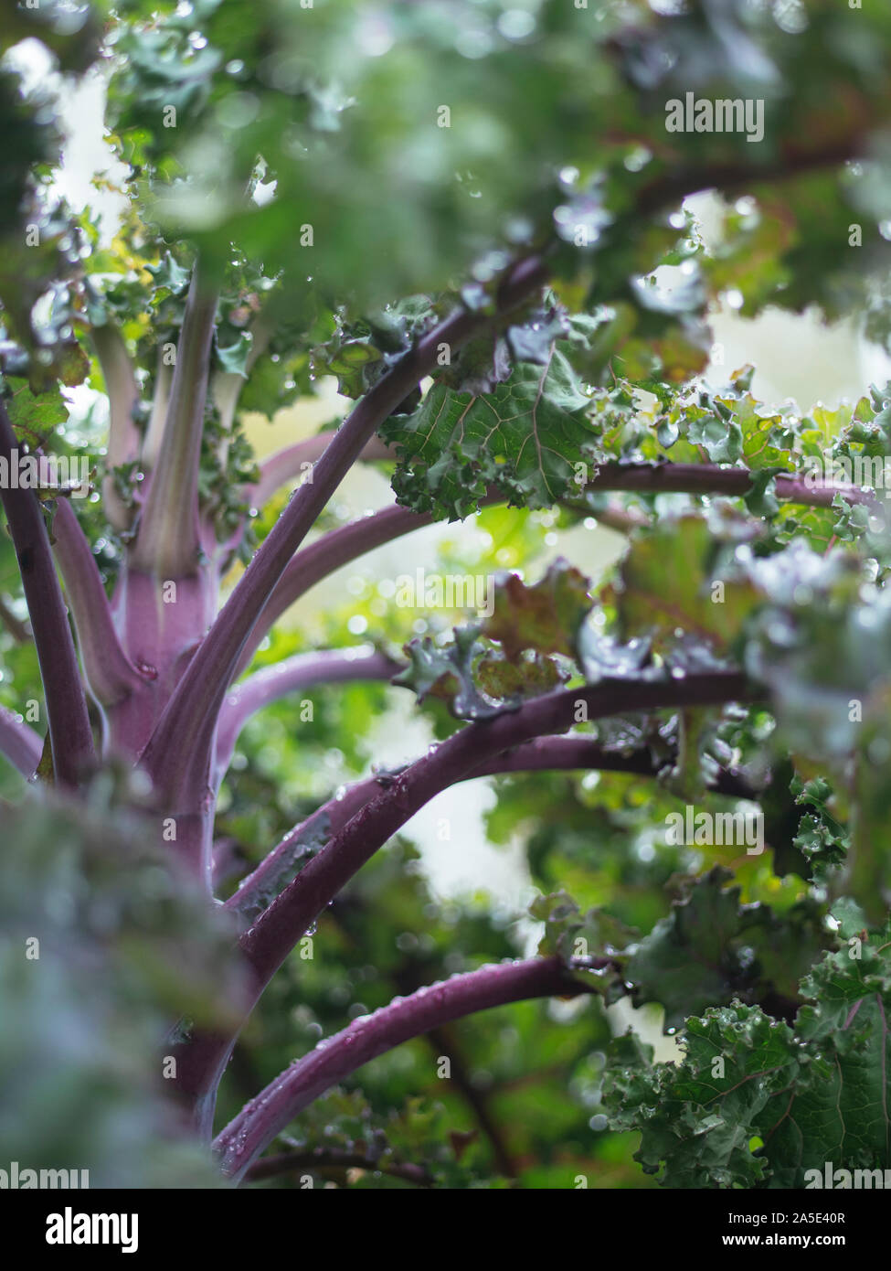 Lippischer braunkohl hi-res stock photography and images - Alamy