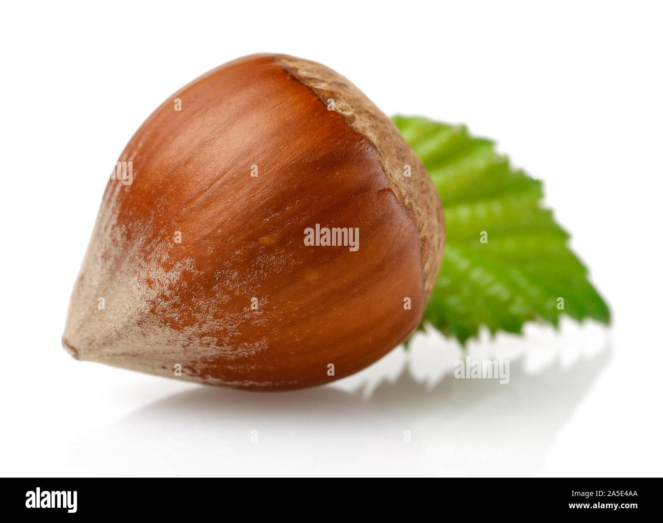 Single hazelnut with green leaf isolated on white background Stock ...