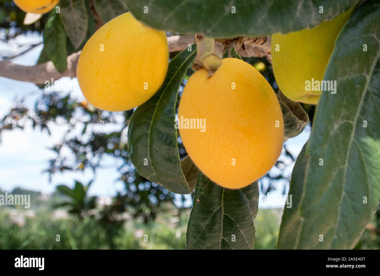 Loquat fruits (Eriobotrya japonica) . This ancient fruit rich in ...