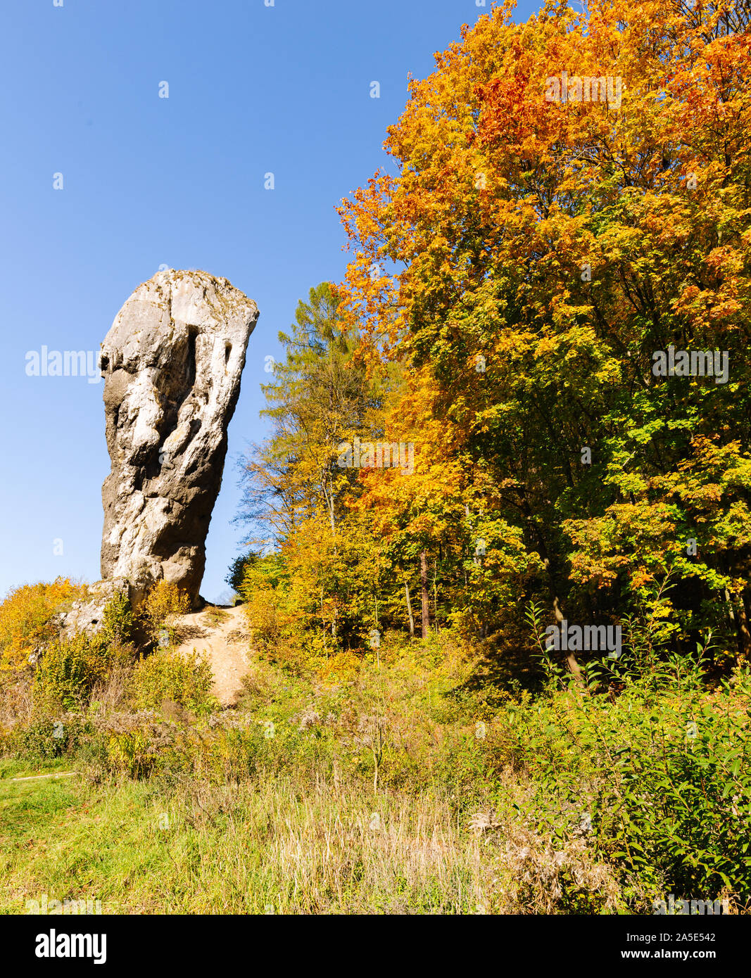 Hercules club tree hi-res stock photography and images - Alamy