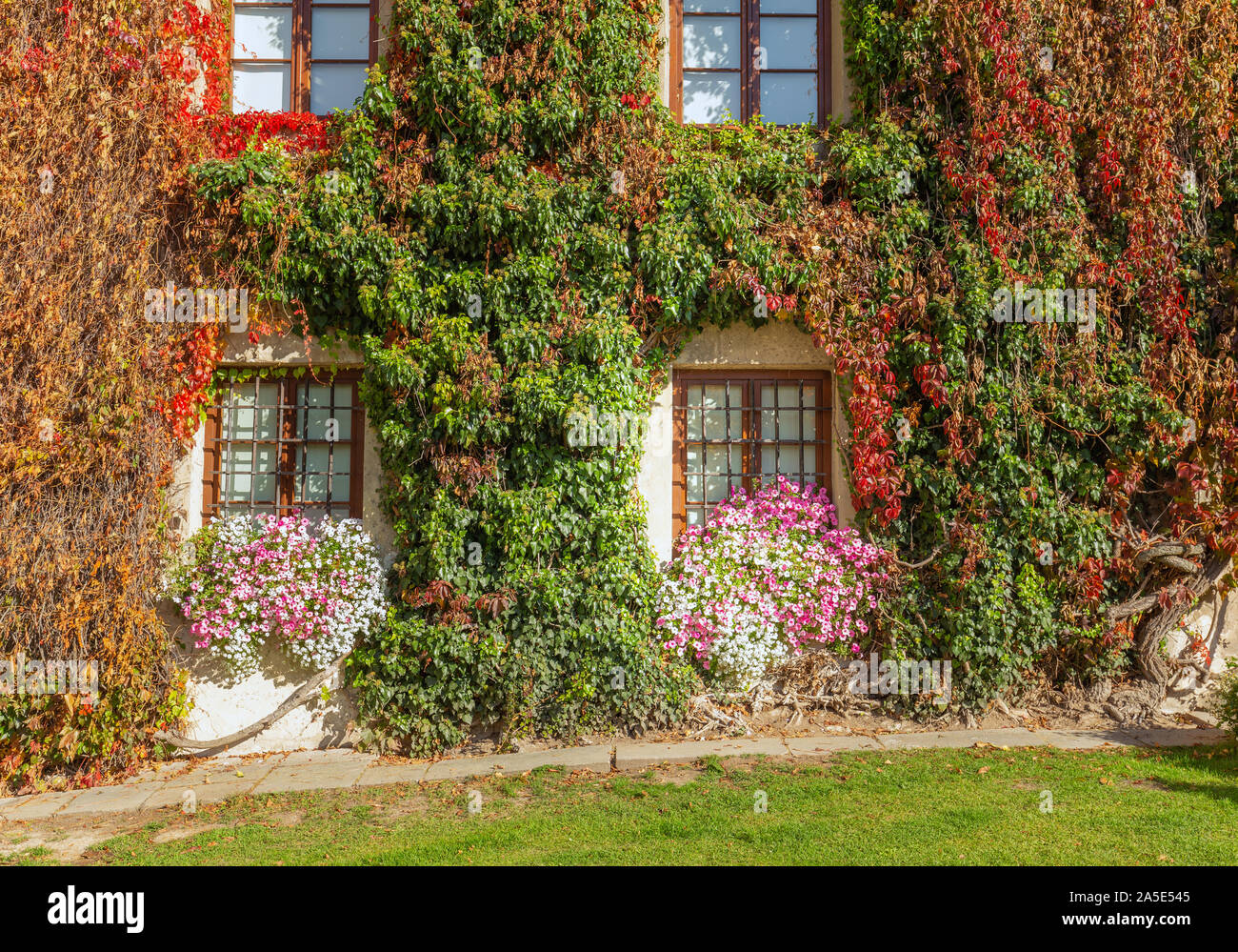 Building wall and window beautifully overgrown with creepers, autumn ...